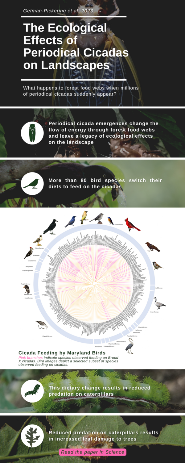 Unearthing the Ecological Impacts of Cicada Emergences on North ...