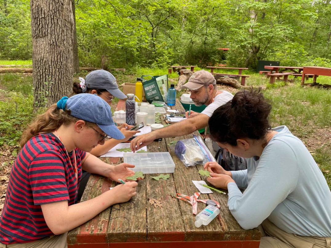 How Ants Respond to the Cicada Boom: Georgetown’s Martha Weiss Leads ...